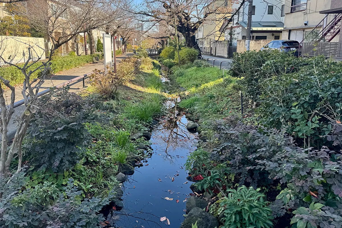 Tokyo's Hidden Greenways: A Walk in Nature | Tokyo Walks